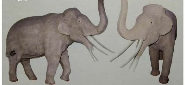 Peneliti Museum Geologi Temukan Fosil Gajah Bergading Empat | RIAU24.COM