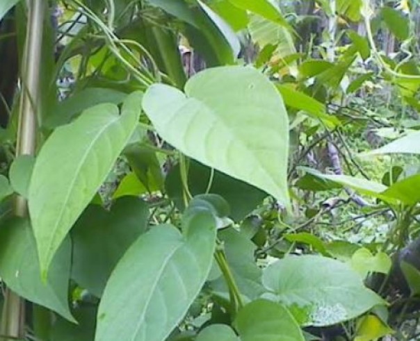 Daun Kentut, Walaupun Bau Tapi Bermanfaat Sembuhkan Berbagai Penyakit ...