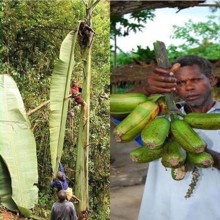 Makin Bangga! Pohon Pisang Raksasa Terbesar di Dunia Tumbuh di Tanah ...