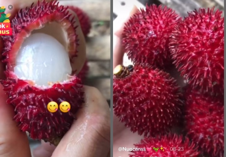 Buah di Kalimantan Ini Disebut Kembaran Rambutan, Netizen: Tempat Kami ...