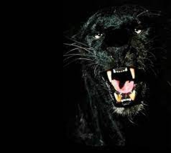 Harimau Hitam Langka Ini Tertangkap Gambarnya Oleh Seorang Fotografer ...