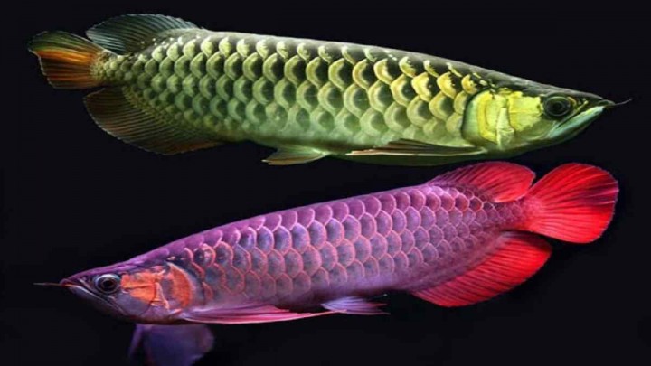 Ikan Unik Dengan Daging Berwarna Biru Cerah | RIAU24.COM