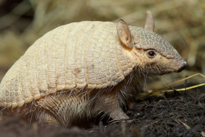 Bentuknya Unik, Inilah 5 Hewan Endemik yang Berhabitat di Wilayah ...