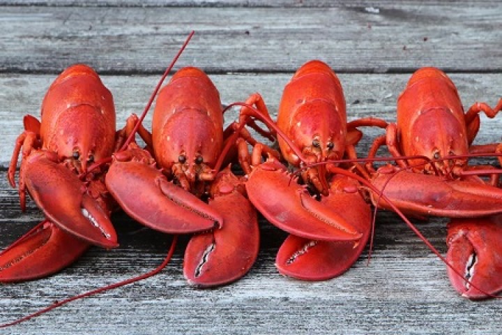 Tahukah Anda, Kenapa Lobster Berubah Warna Jadi Merah Ketika Dimasak ...